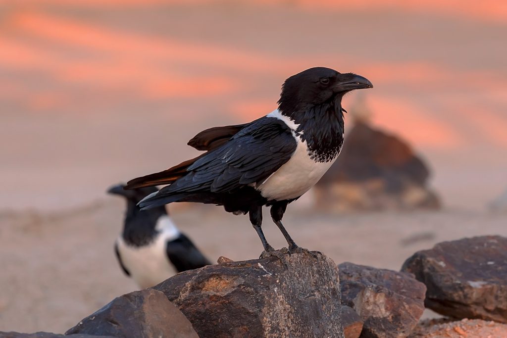 African Pied Crow Care Tips: Essential Advice for Keeping Corvids ...