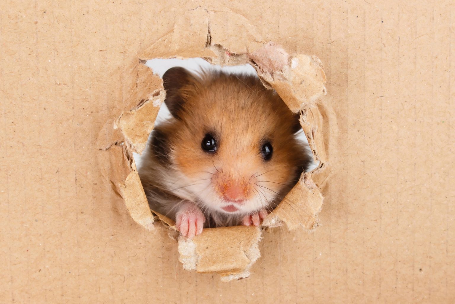 120+ Hamster Names So Cute You’ll Want to Get Another One