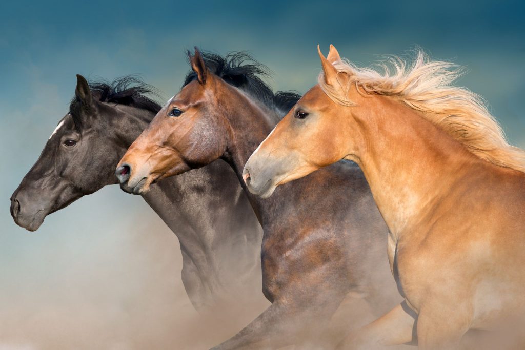 The Complete Guide to Equine Massage Therapy: Benefits, Uses & What to ...