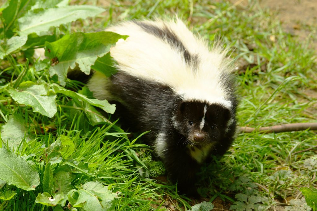 Pet Skunk Obesity: Causes, Health Risks, and a Step-by-Step Weight Loss ...